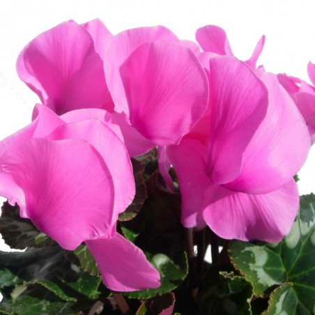 Cyclamen| ciclamen| plantas vivaces|plantas anuales|ciclamen económico