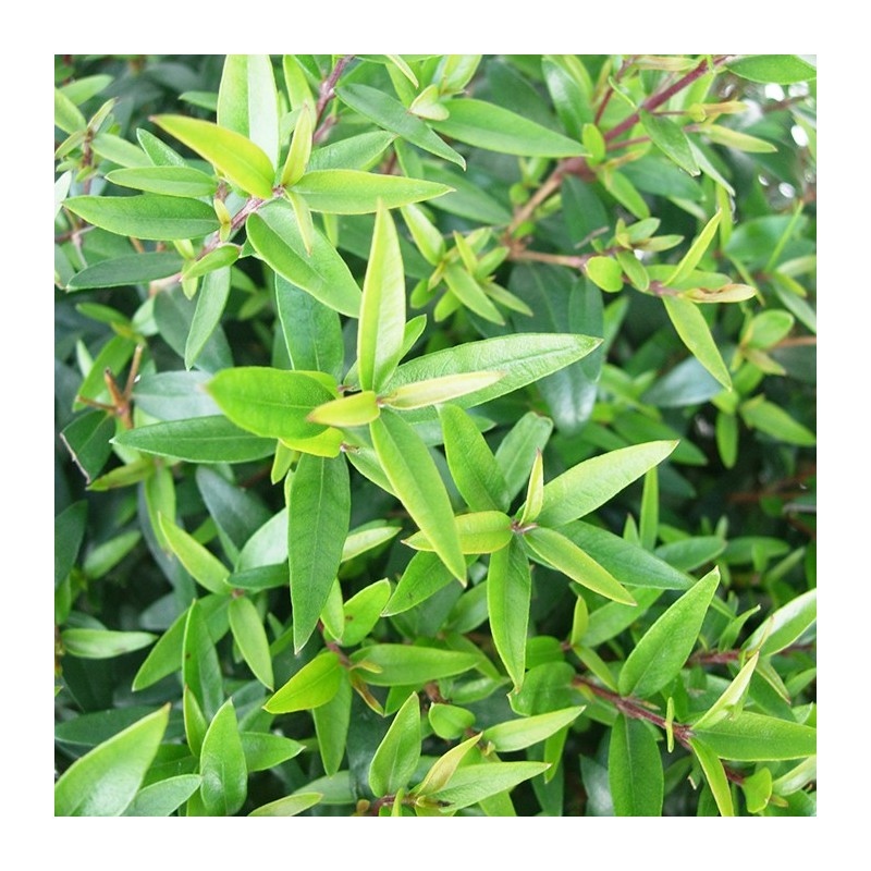 Myrtus communis microphylla|murta comun|murta en bola|comprar myrtos|