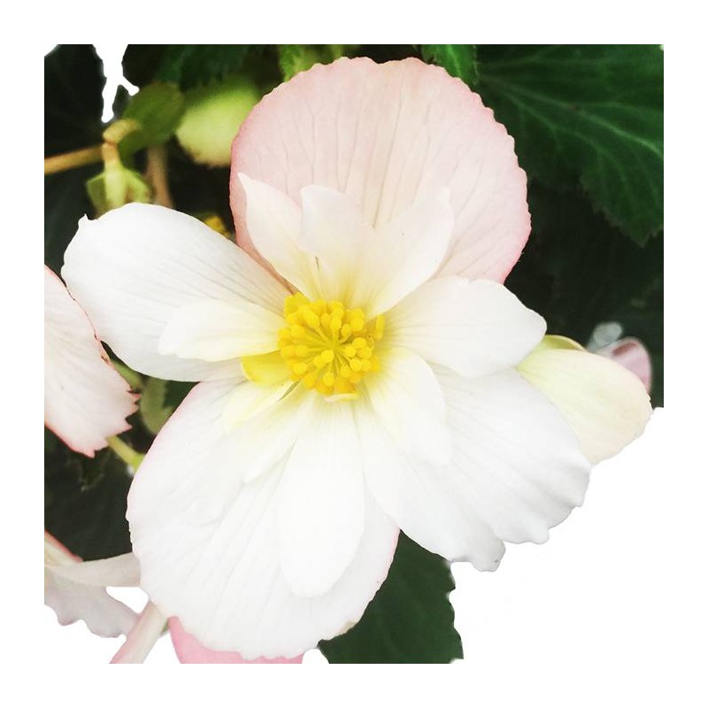 Begonia waterfall | begonia cascada