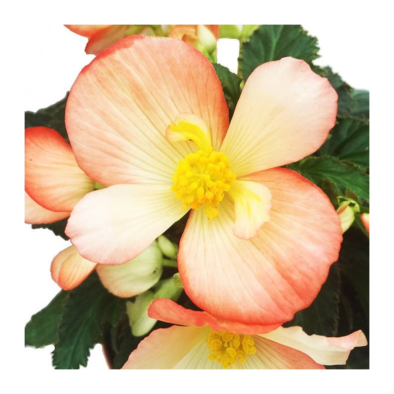 Begonia waterfall | begonia cascada
