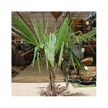 Trachycarpus fortunei|chamaerops excelsa|palmito de pie|palmito elevado