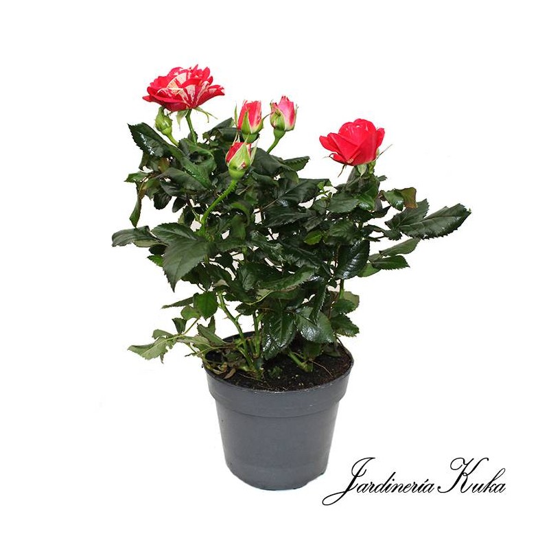 Rosal imola mini
