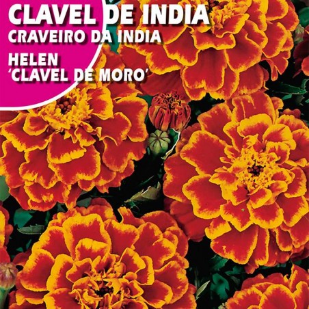 Semillas clavel de india helen doble enano|clavel de india|