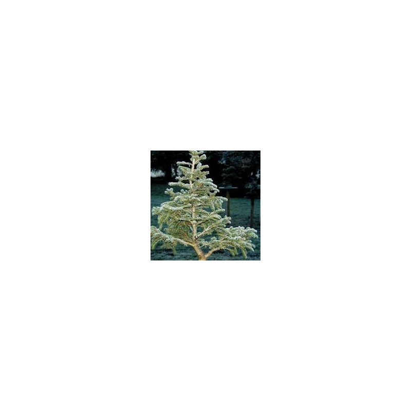Picea glauca alberta globe|picea albertiana|picea enana|picea ecónomica