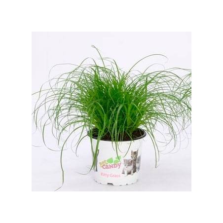 cyperus alternifolius zumula| cyperus zumula|planta de los gatos|