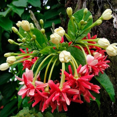Quisqualis indica| planta trepadora| comprar quisqualis