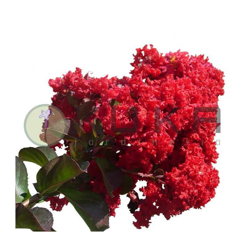 Árbol de júpiter|lagestroemia indica|comprar arbol de jupiter|