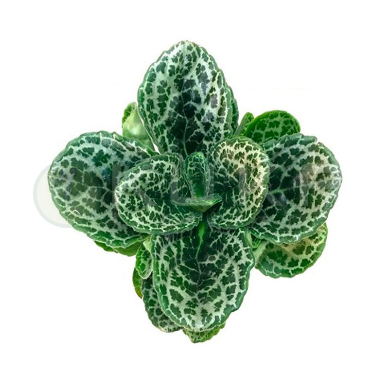 Streptocarpus pretty turtle | comprar begonias | plantas de interior ...