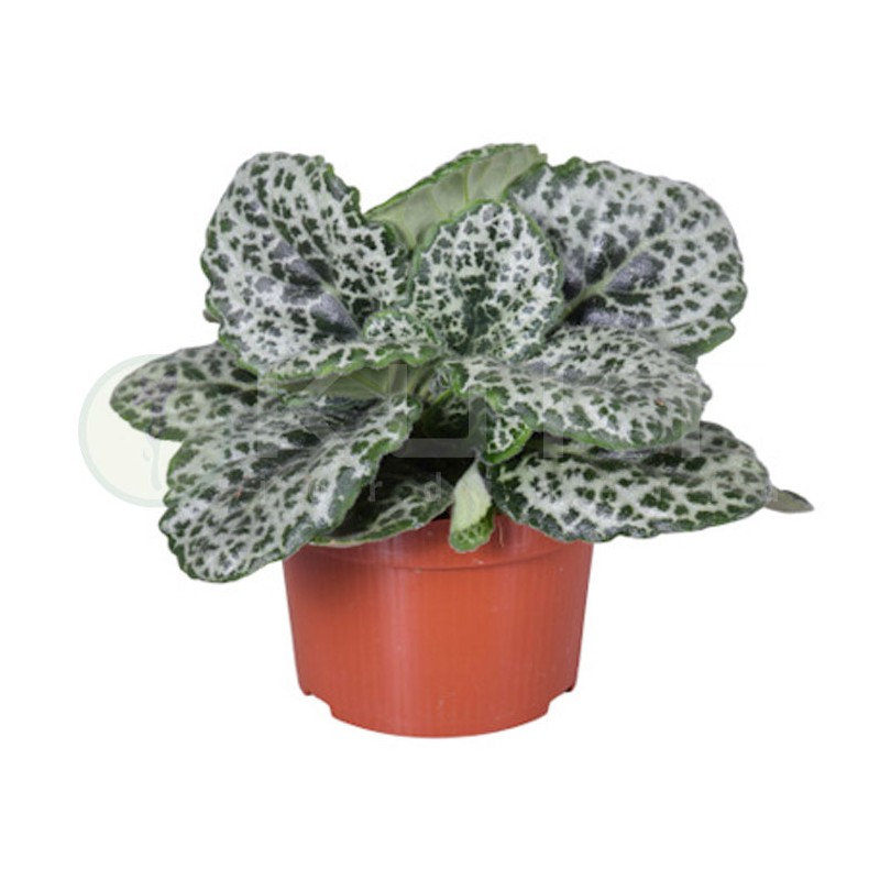 Streptocarpus pretty turtle | comprar begonias | plantas de interior ...