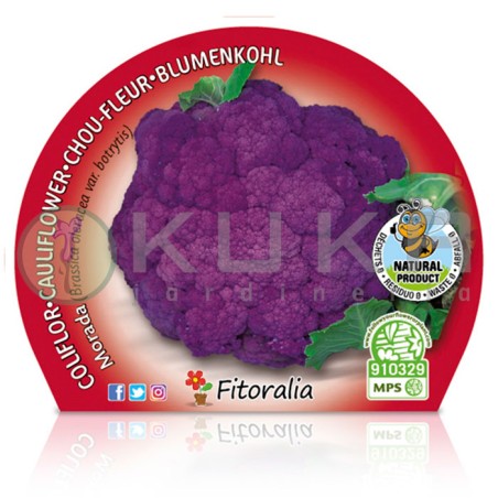 Coliflor morada certificado M.P.S.