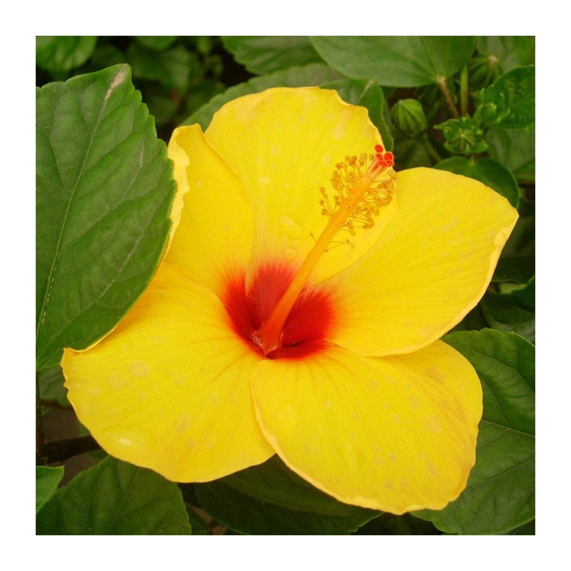 Hibiscus rosa-sinensis | Flor del dia |comprar hibiscus | compar arbustos